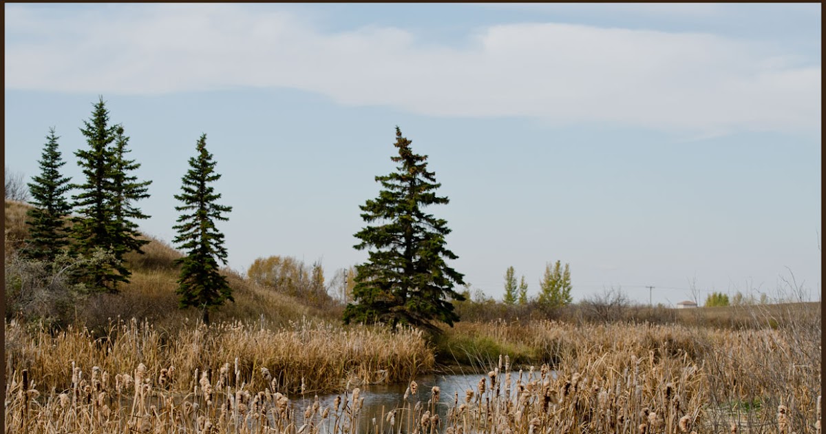 Prairie Nature: Scenes