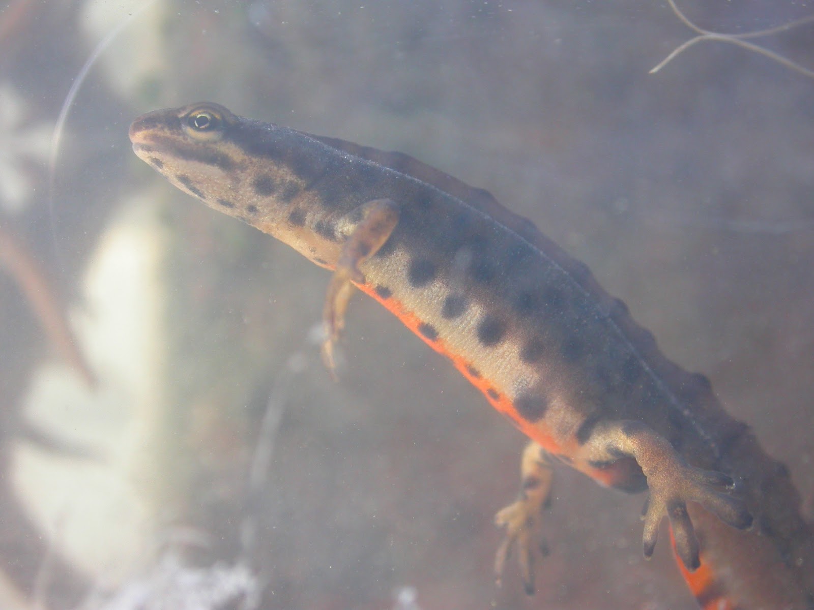 Froglife news: Froglife’s Dragon of the Month: Smooth Newt