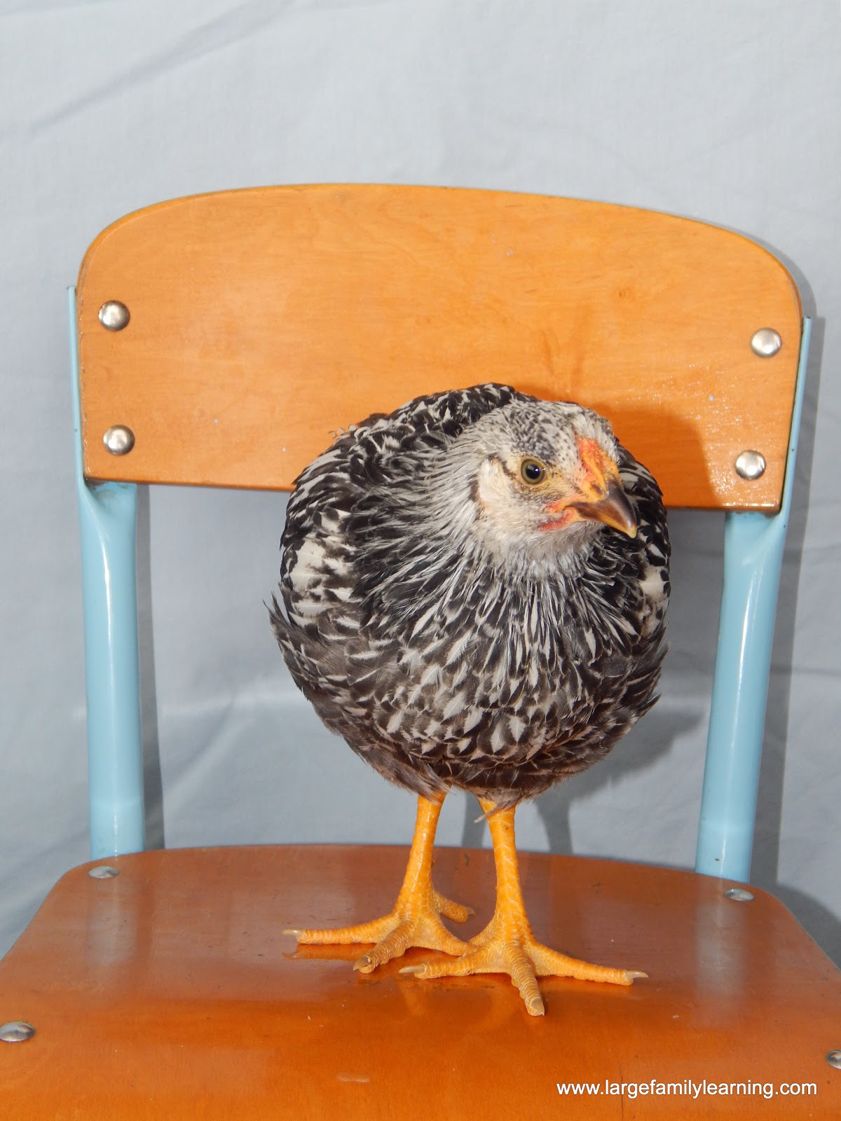 Large Family Learning : Raising Chickens: 6 Weeks Old