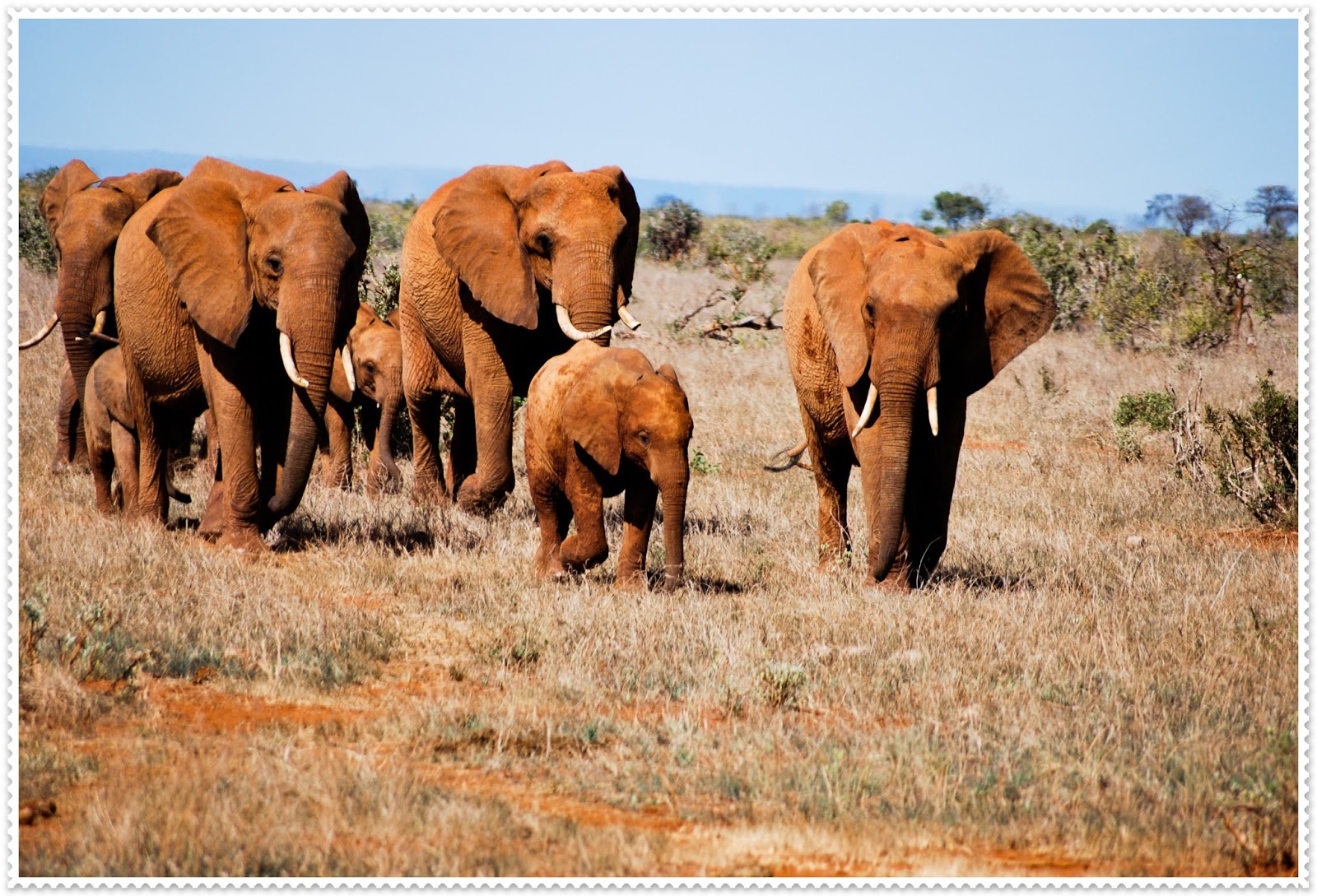 TYMEK I AFRYKA DZIKA: Oczko - Tymek i Afryka dzika