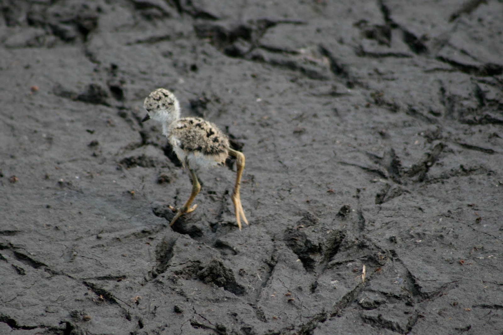 Hipster Birders: Featured Feathered Friend: Baby Edition! - Black ...