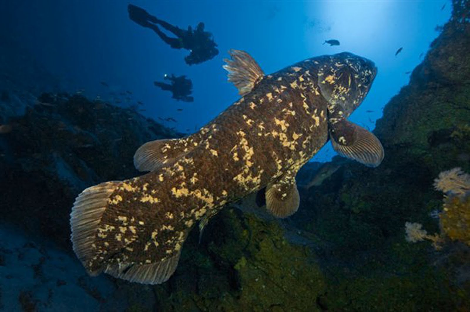 :: Secretos del Misterio ::: El Tilacino ¿extinto o aún con vida?