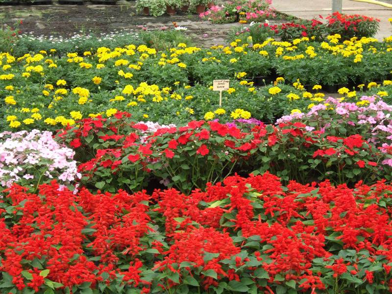 ARPEJ: VENTE DE PLANTES ANNUELLES VIVACES ET POTAGERES