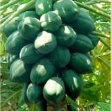 Siembra y Vida: Elementos a Considerar para Cultivar la Lechosa