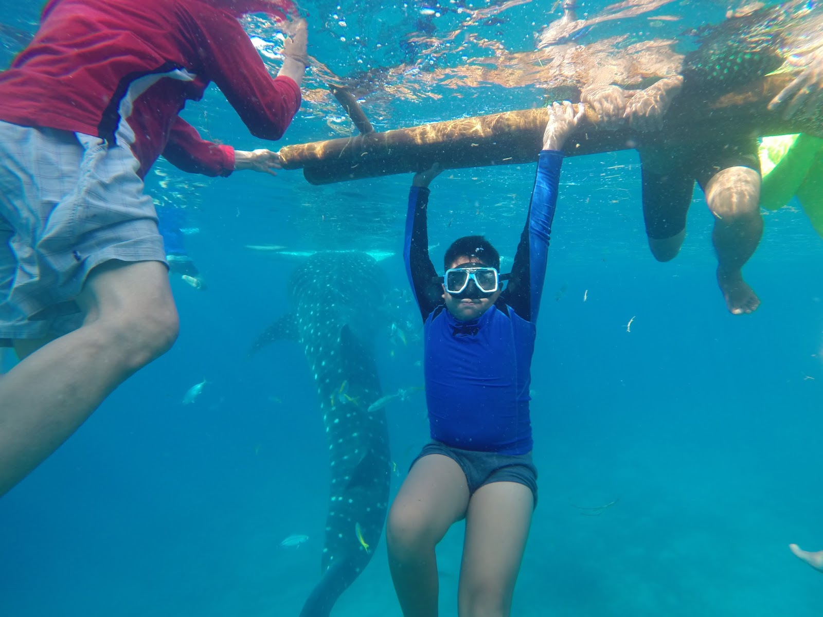 these and beyond: Butanding (whale shark) watching in Oslob, Cebu