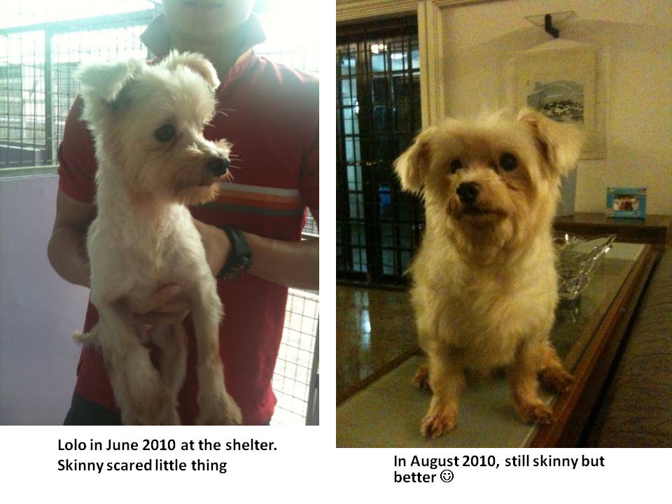 DogMillRehomers: Update on one of our dogs: LOLO!