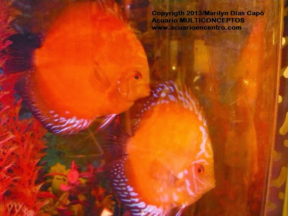 Peces tropicales de agua dulce.: Género Symphysodon, la reproducción ...