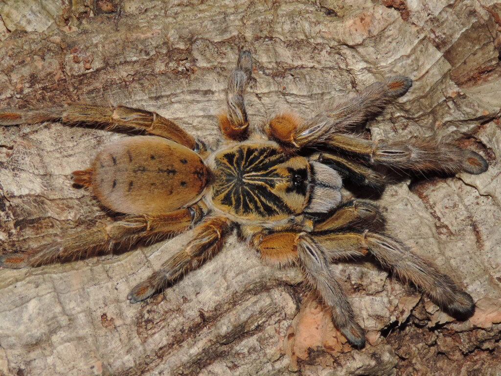 Augacephalus ~ Dunia Tarantula