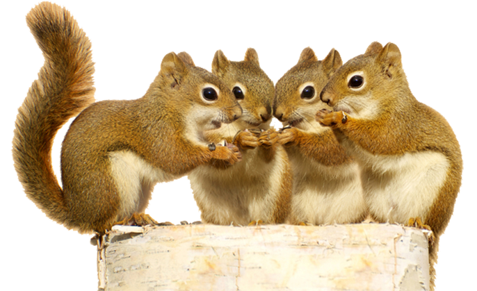 ForgetMeNot: Animals squirrels