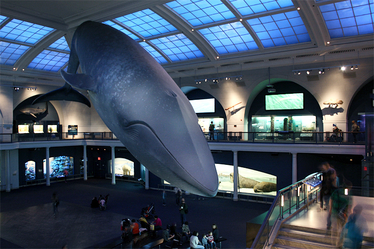 The Intrepid Hermit: Natural History Museum, part 2: Hall of Ocean Life ...