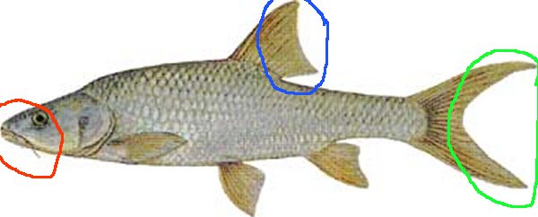 Gauteng Noord Hengel: GRASKARP VS GEELVIS