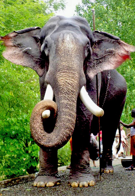 Pambady Rajan HD photos - Kerala elephant Pambady Rajan hd images