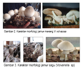 PDD AK KABUPATEN SORONG SELATAN : 2015