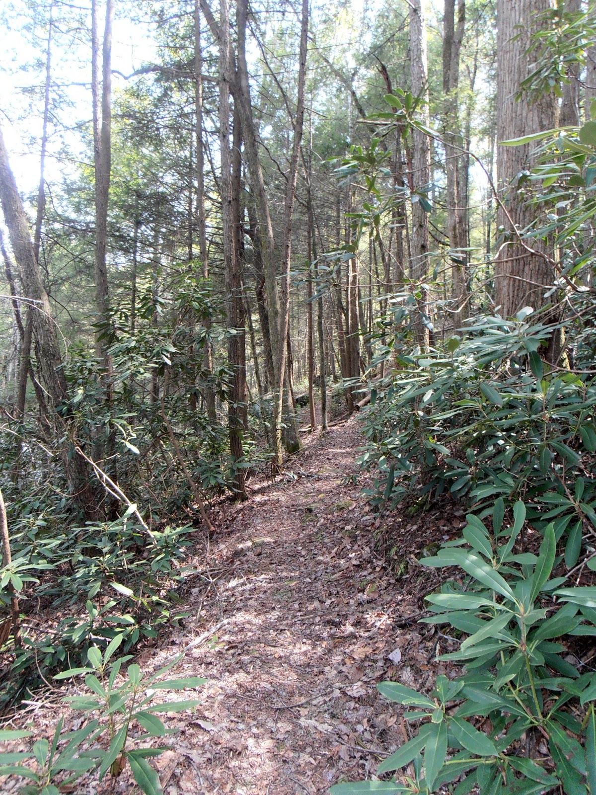 American Travel Journal: Bridge Trail - Obed Wild & Scenic River
