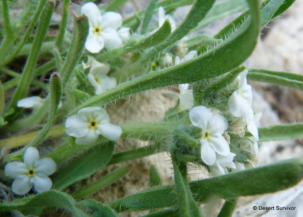 A Plant a Day: Prickly Cryptantha - Cryptantha echinella