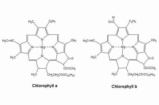 Kamus Istilah Biologi: Chlorophyll (Klorofil)