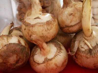 How is Arrowroot Used?