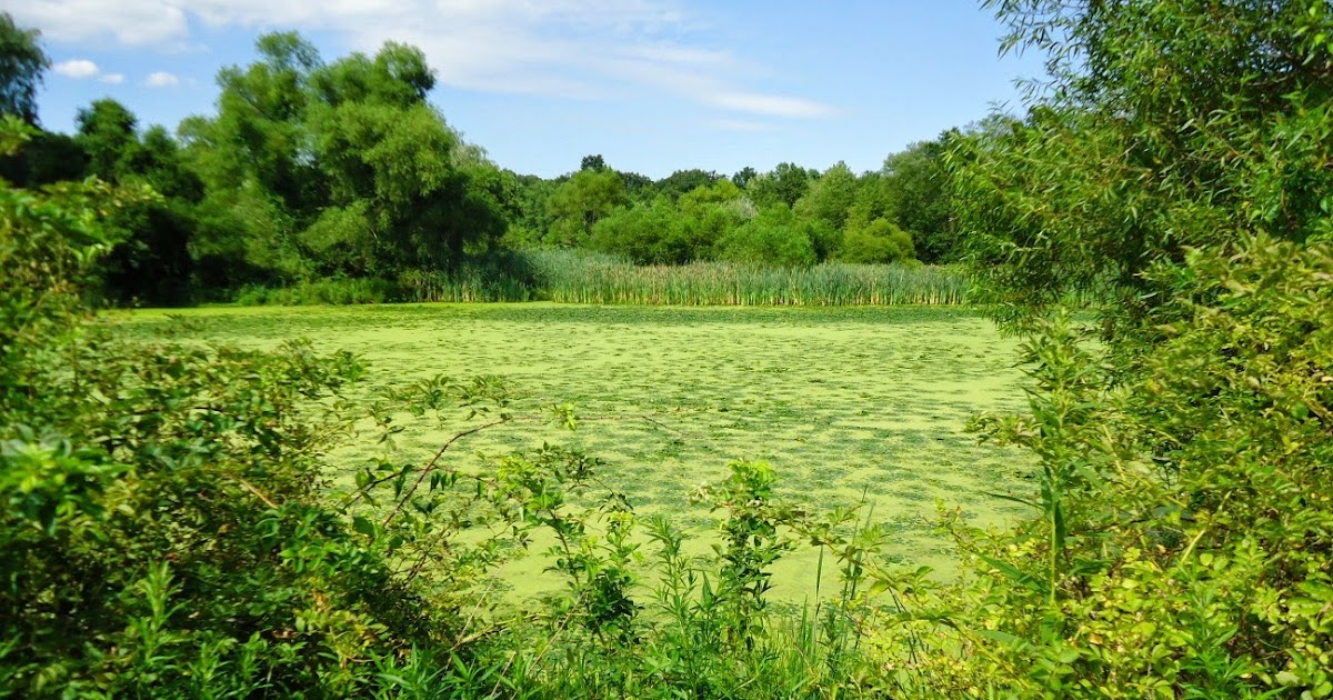 Euglenozoans : Euglena habitat