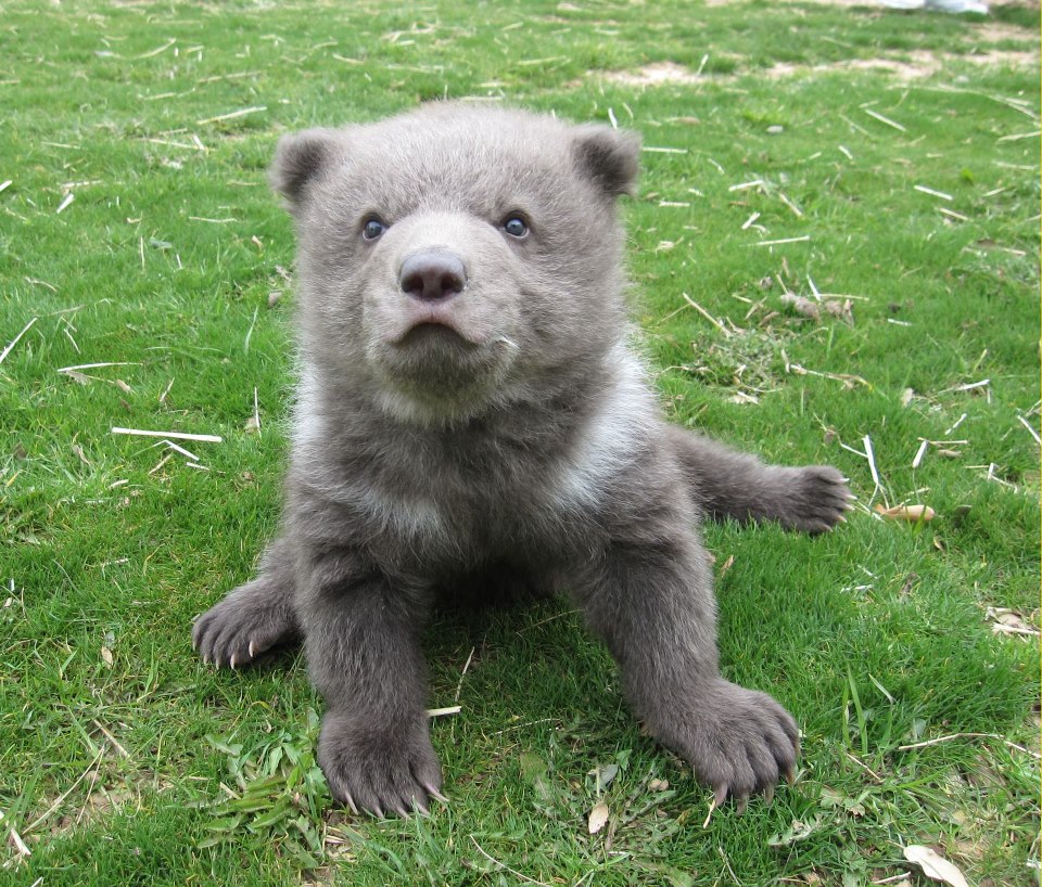 Los animales son gente maravillosa: Bruno, La cría de oso Pardo