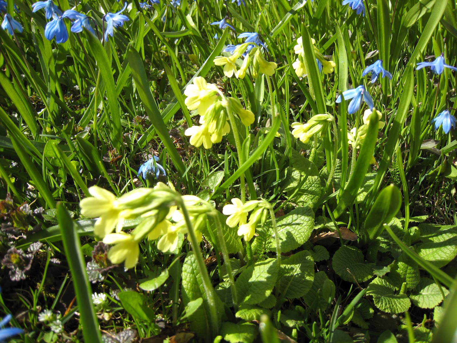 RRG 4.a blogi: Meeleolukaid pilte päikselisest kevadest