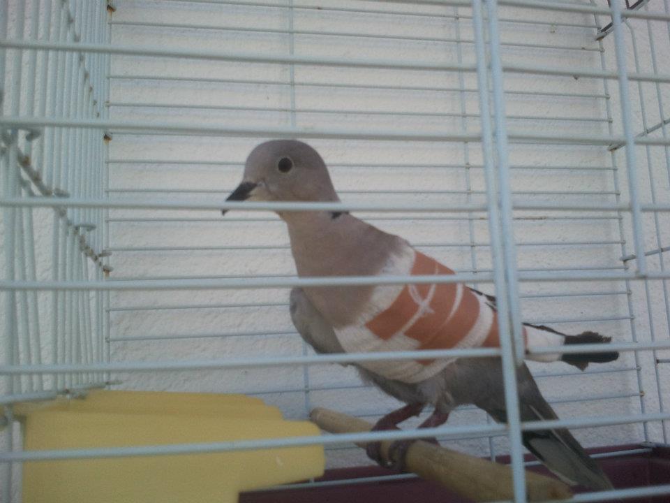 Mis amigas las palomas: Tratamiento ALA ROTA