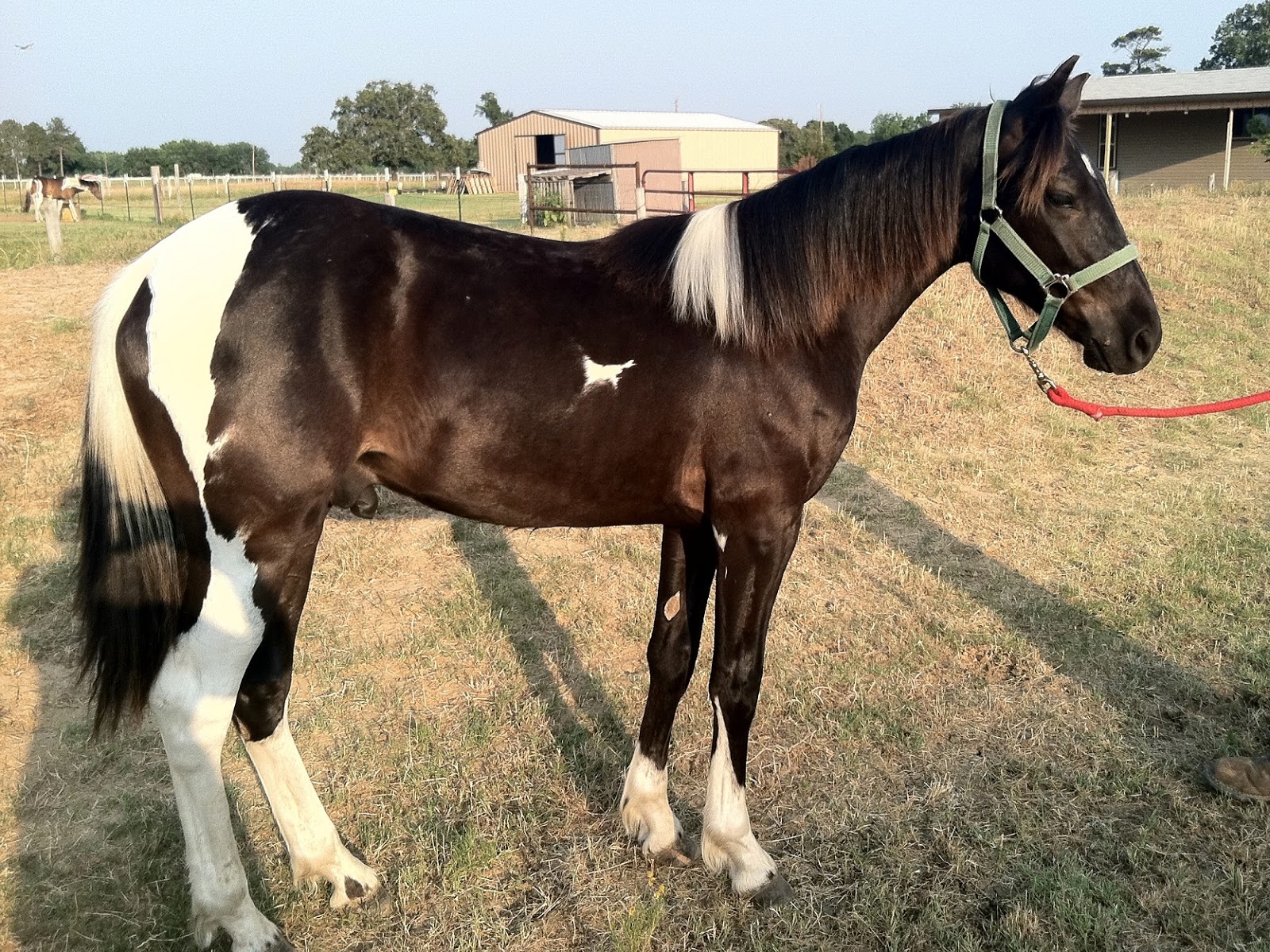 HD Animals Wallpapers: 09/16/11