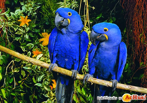 GUACAMAYOS AZULES: GUACAMAYOS AZULES