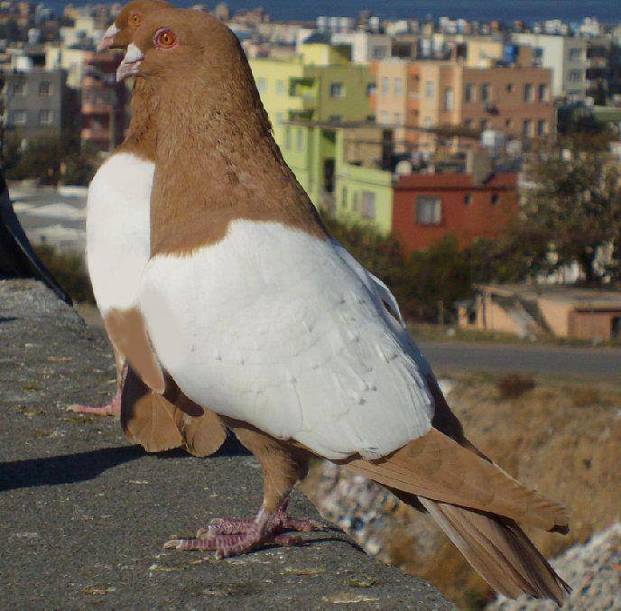 PigeonsFans: Pigeon Breeds