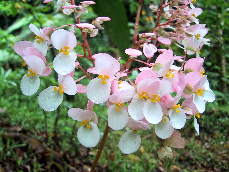 Всё о бегониях и не только...: Begonia 'Big Mac'