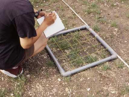 Michelle's Biology (:: 4.2) Quadrats