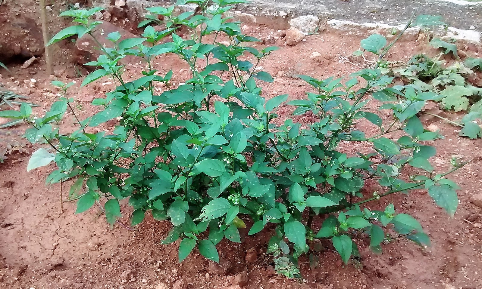 Twists in daily cooking 4 better health and taste.: Ganige Soppina ...