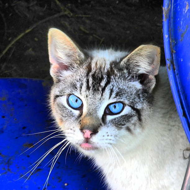 Blue Eyes Feral Cat