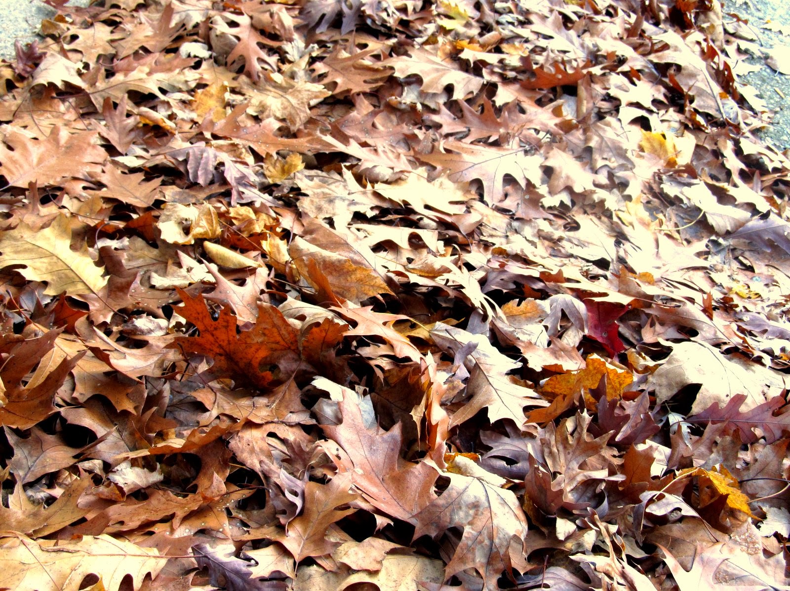 My Little Corner of the World: Leaves and more leaves!