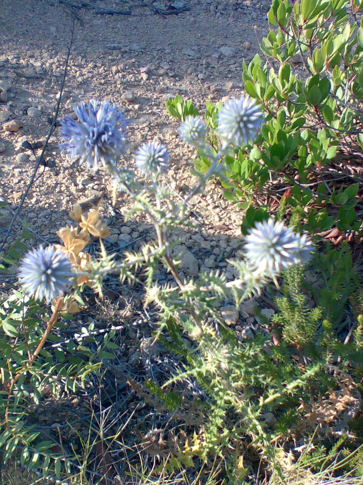 Aventuras en la Palma d´Ebre: EL CARDO AZUL