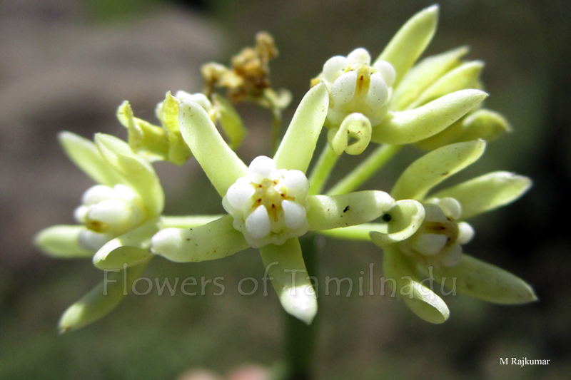 Cynanchum viminale - Milk rope - Flowers of Tamilnadu