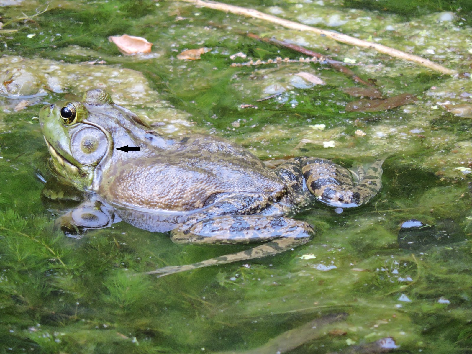 Capital Naturalist by Alonso Abugattas: American Bullfrog