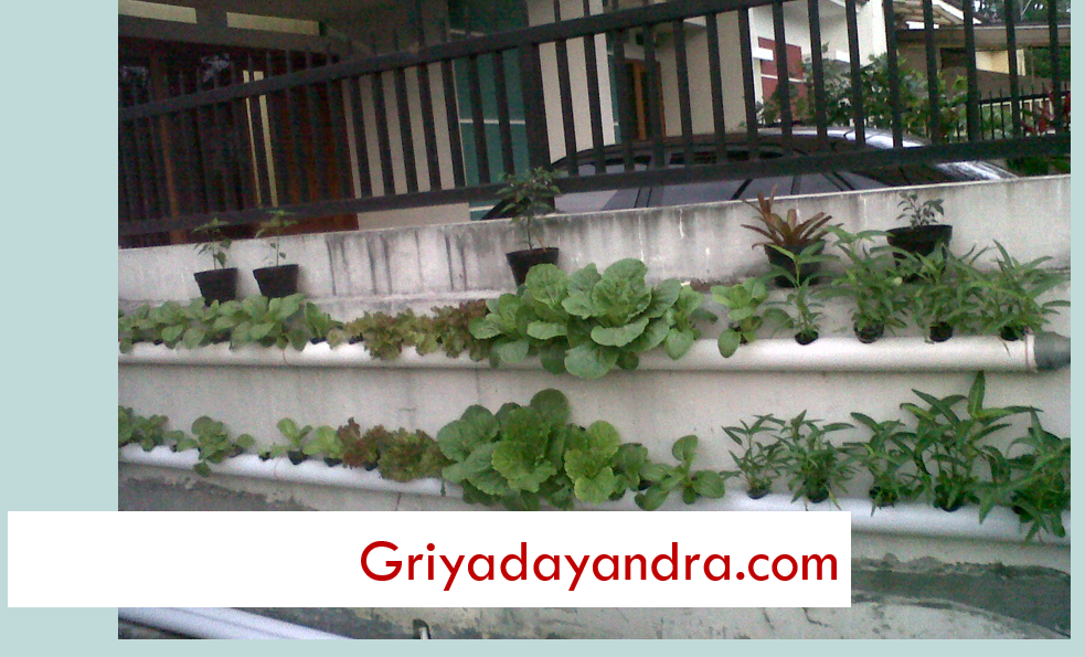 membuat taman sayur dirumah yuks... ~ My home sweet home
