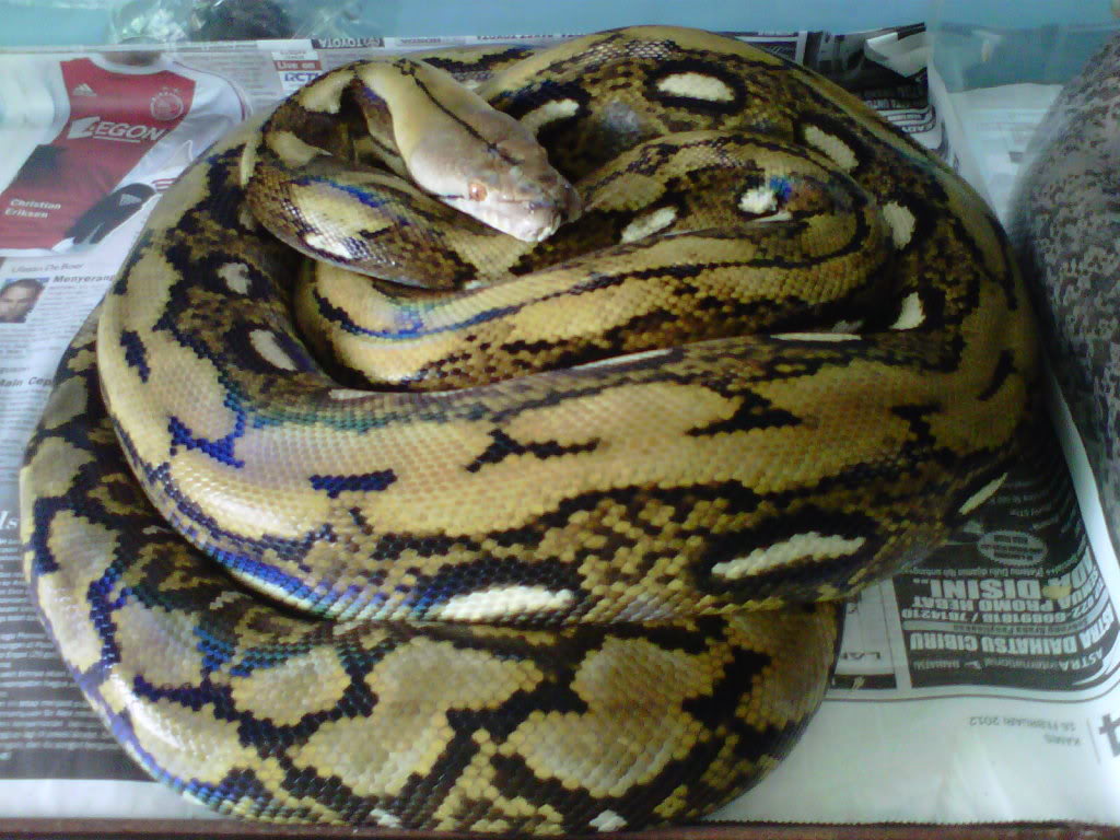 Jual Ular retic baby bali | Hewan Indonesia dan Jual Beli