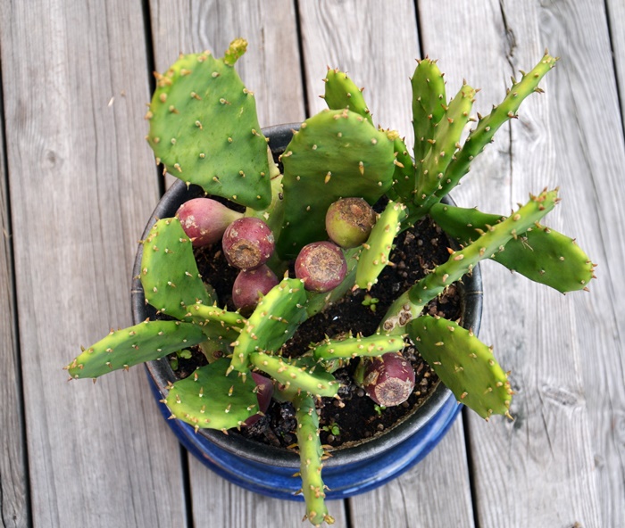 Hallon o Blåbär: Hade man vetat