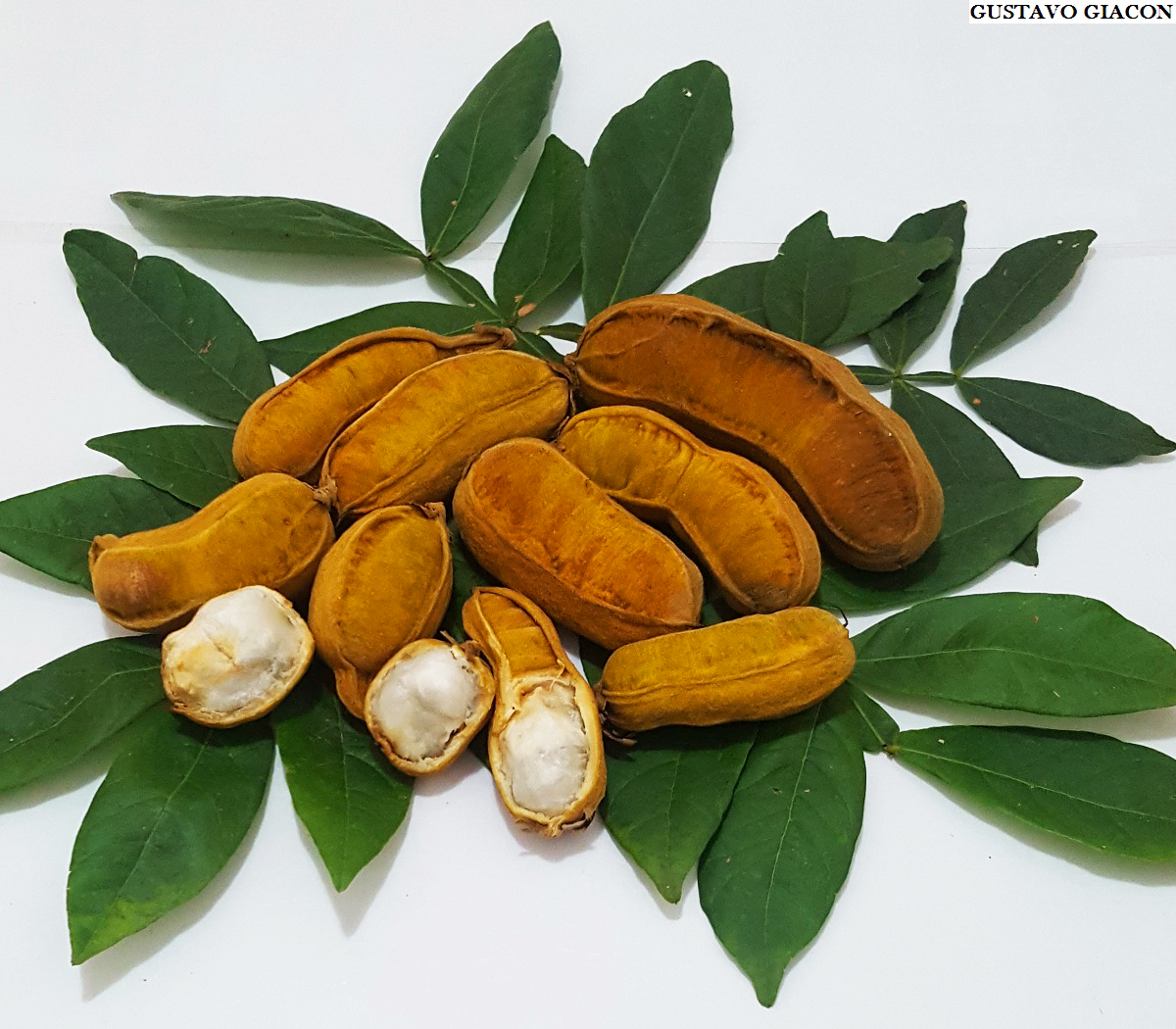 Viveiro Ciprest - Plantas Nativas e Exóticas: Ingá do Brejo ( Inga vera )