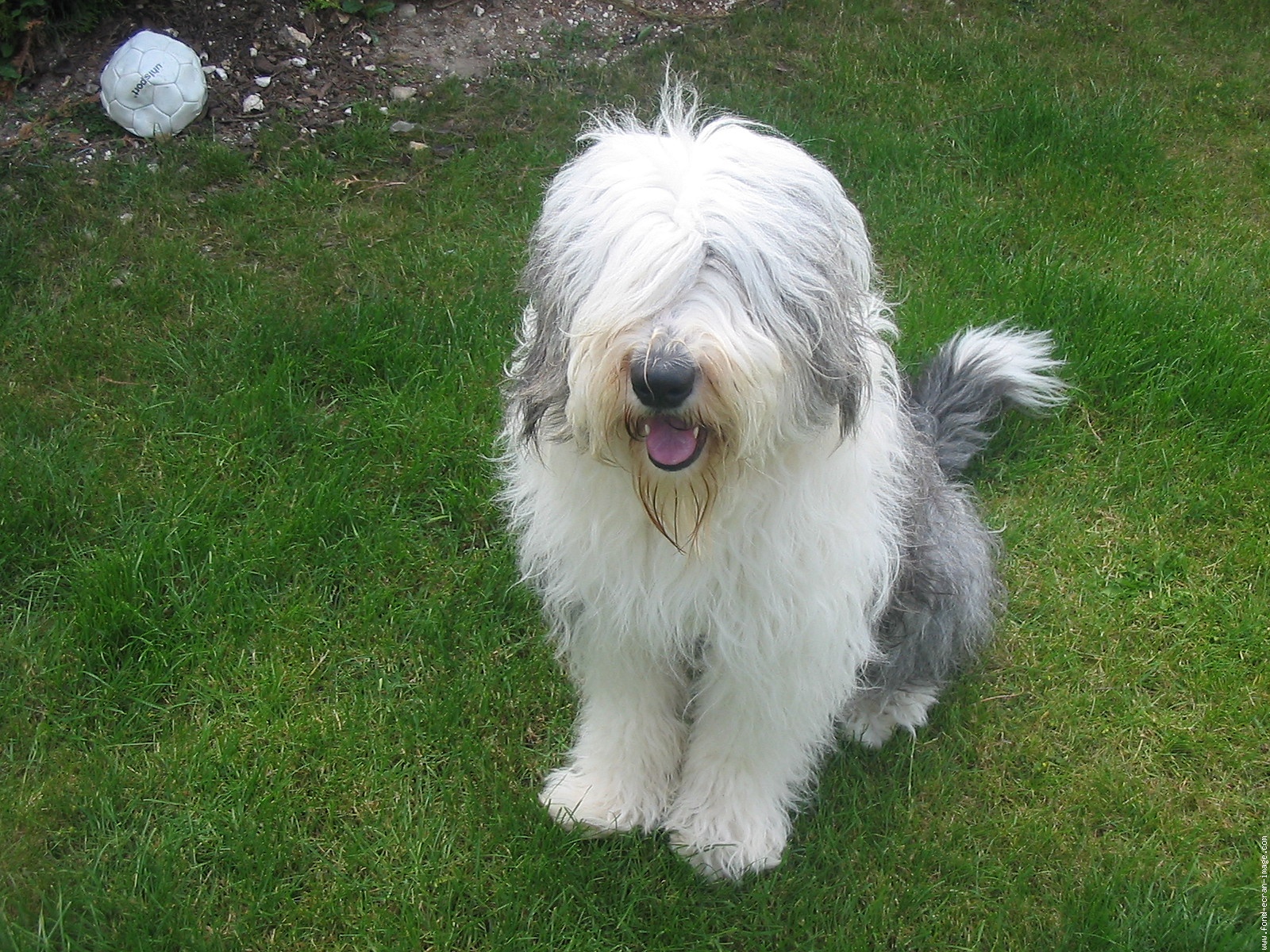 Razas de Perros: Fotos de Antiguo Perro Pastor Ingles (Bobtail)