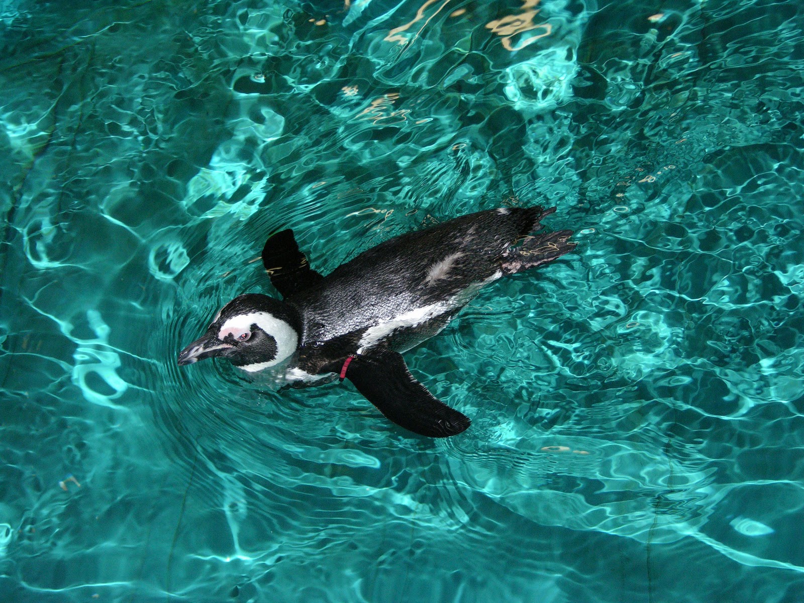 African Penguin | Animal Wildlife