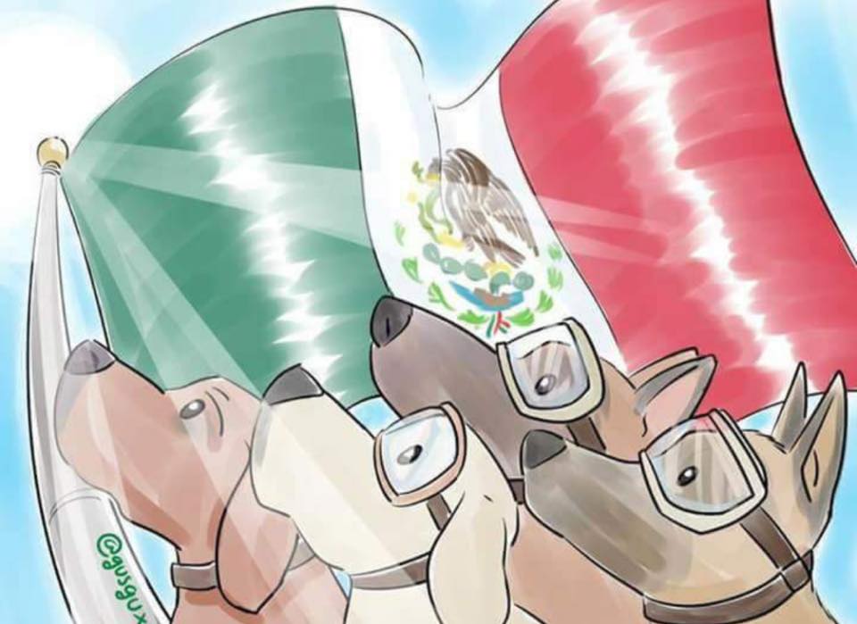 Ella es Frida, la perrita de rescate que se convirtió en la heroína de ...