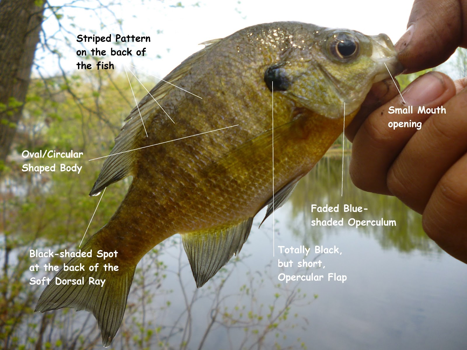 Sunfish Identification Guide
