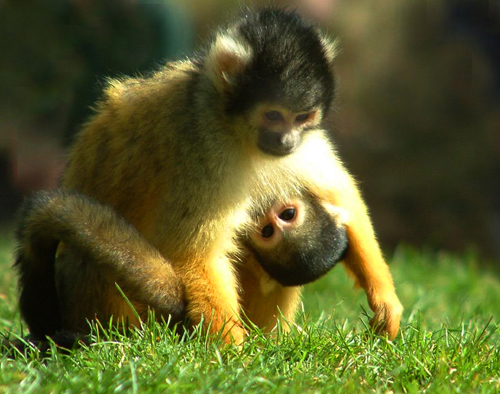 Lumea Animalelor: Maimuta