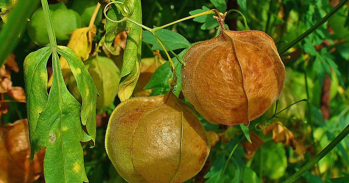 Weeds of Sri Lanka: Wel Penela (වැල් පෙනෙල) Cardiospermum halicacabum