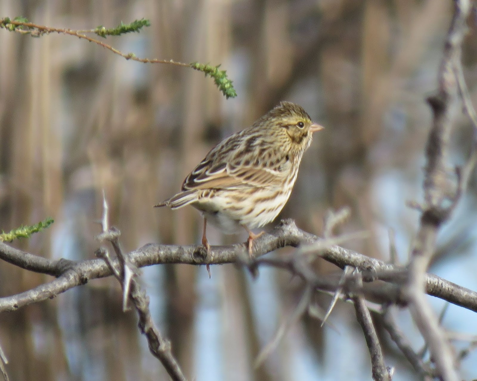 Esa's Birds in Nebraska: 2018