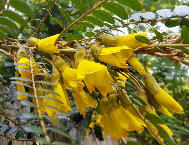 SOPHORA MICROPHYLLA 'SUN KING' |The Garden of Eaden