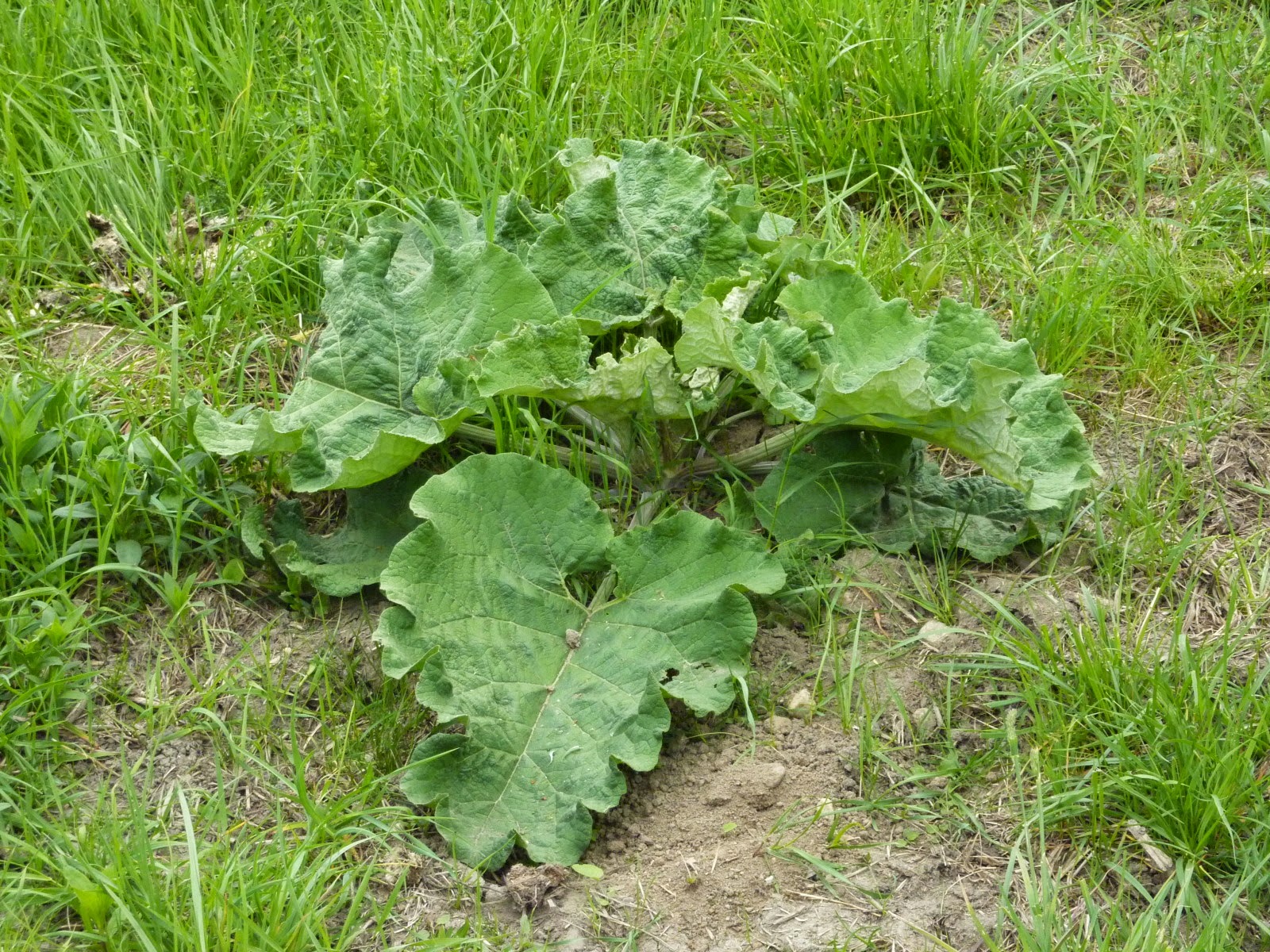 Dans la cuisine de Annie: La Cuisine de Dame Nature: La Bardane