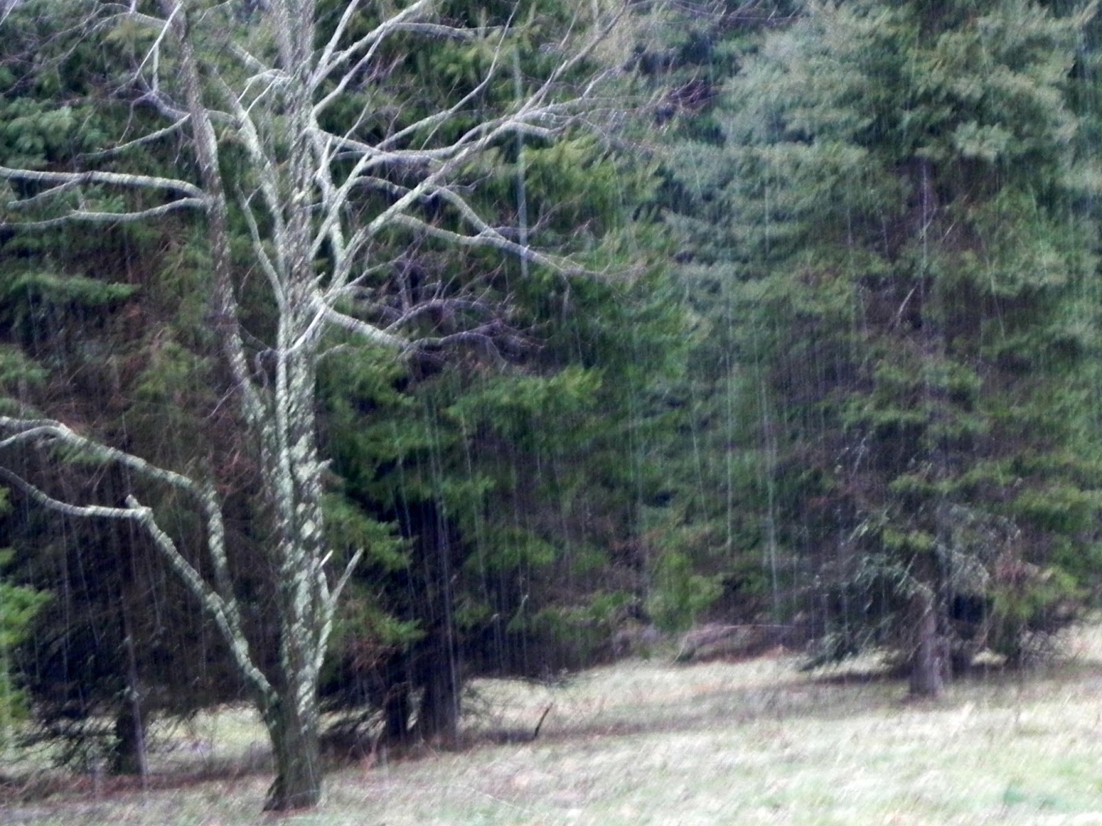 BlueRidge Boomer: March 2013